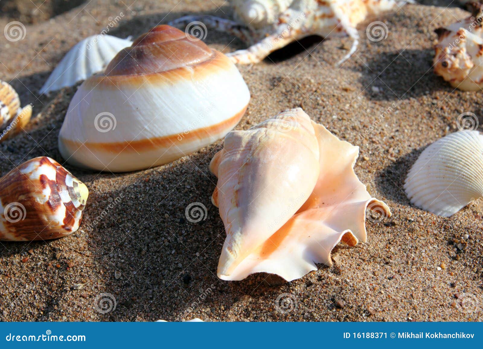 Seashells on sand stock image. Image of intricacy, idyllic - 16188371