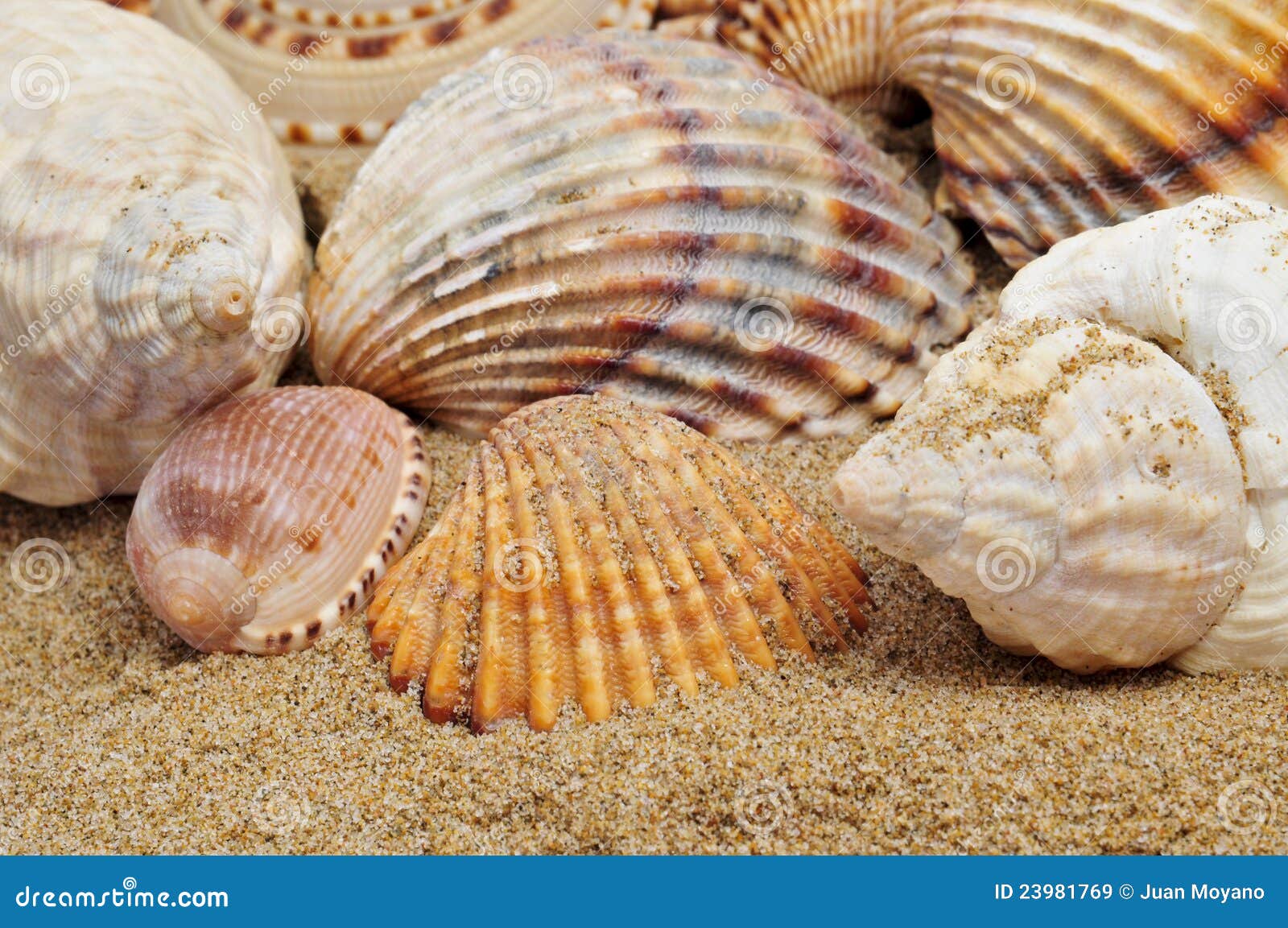 Seashells on the sand stock image. Image of mollusk, relax - 23981769