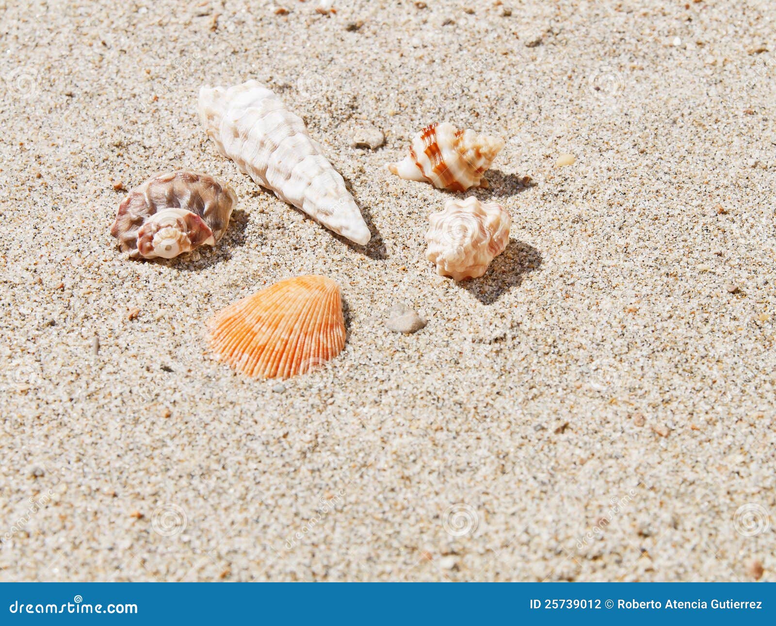 Seashells in sand stock photo. Image of holiday, copy - 25739012