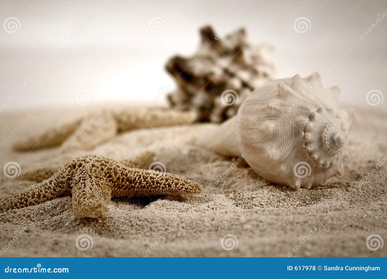 Seashells in the sand stock photo. Image of seaside, marine - 617978