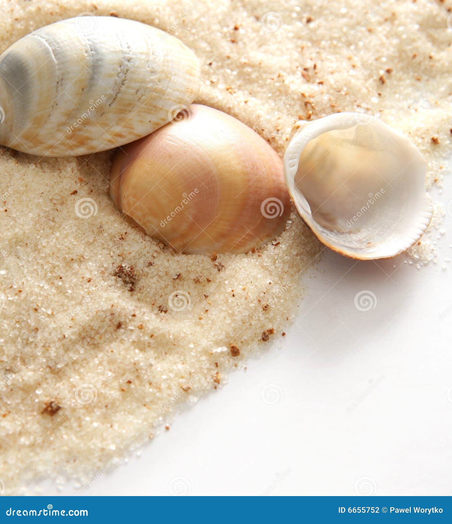 Seashells and sand stock photo. Image of brown, sandy - 6655752