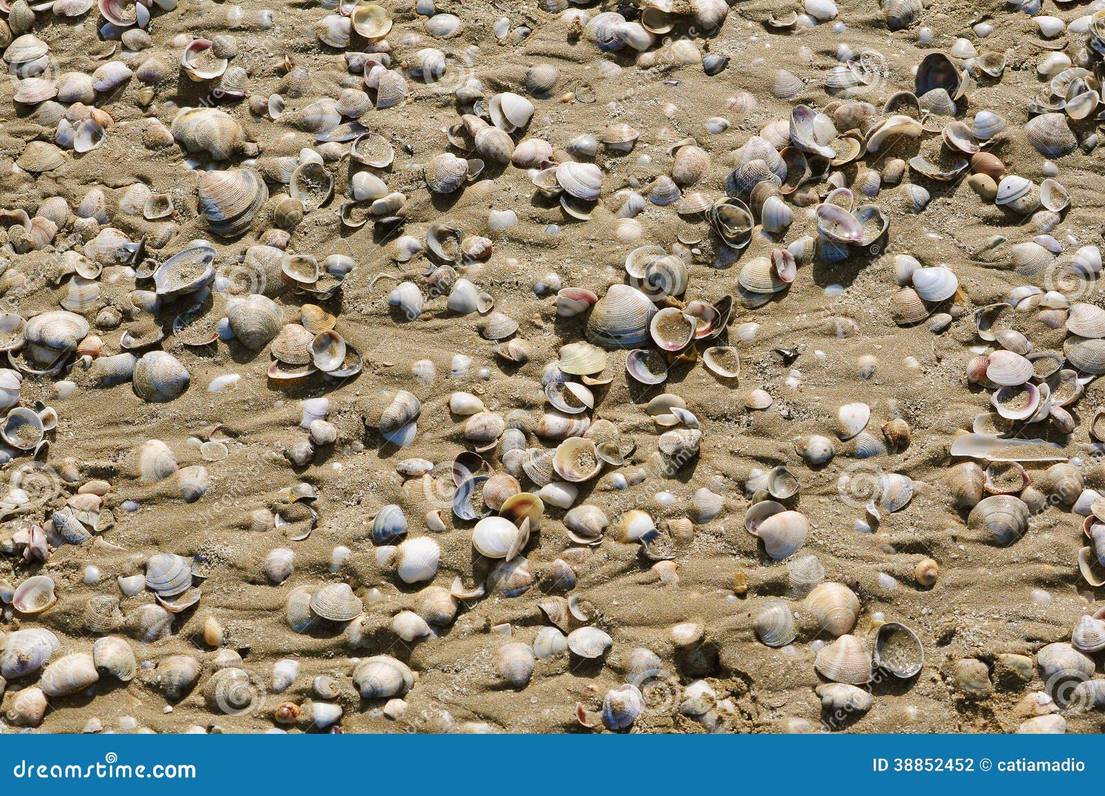 Seashells in the sand stock photo. Image of seashells - 38852452