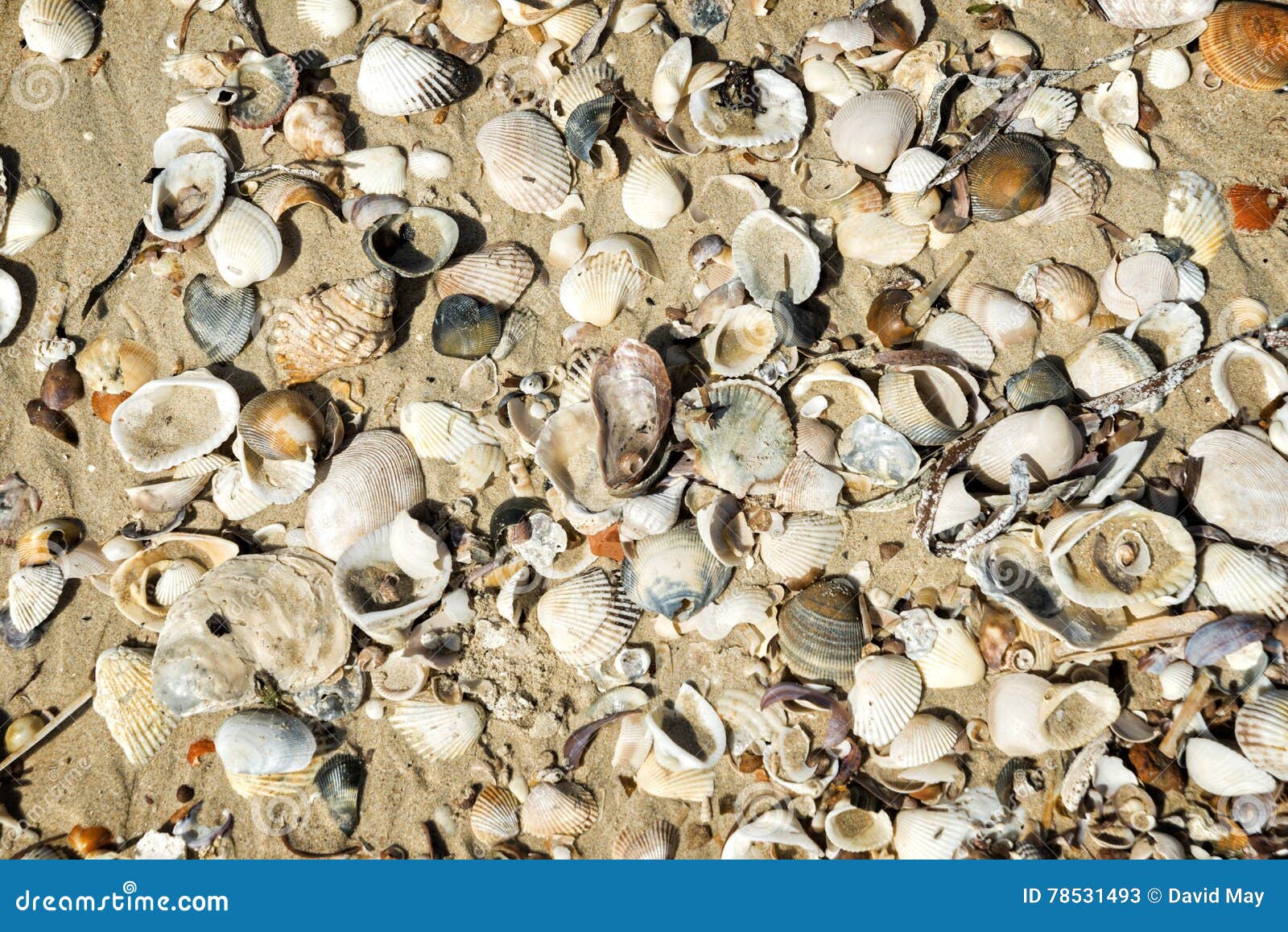 Seashells in sand stock image. Image of colorful, shell - 78531493