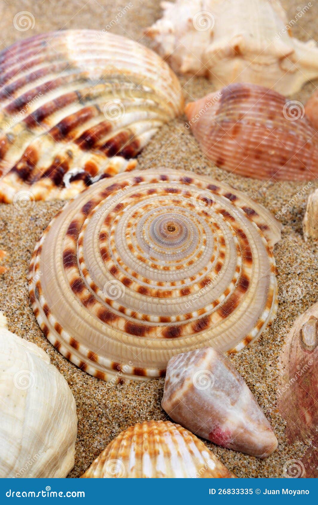 Seashells on the Sand of a Beach Stock Image - Image of conques ...