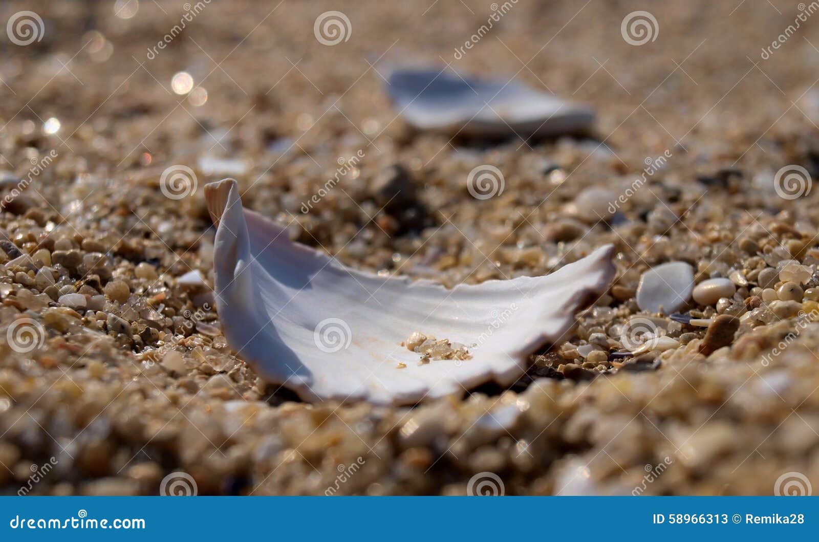 Seashells in the sand stock image. Image of seashell - 58966313