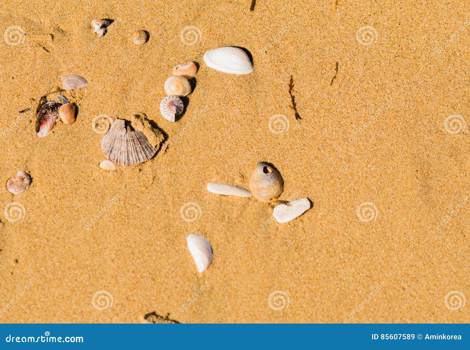 Seashells in Sand on a Beach Stock Image - Image of closeup, aquatic ...