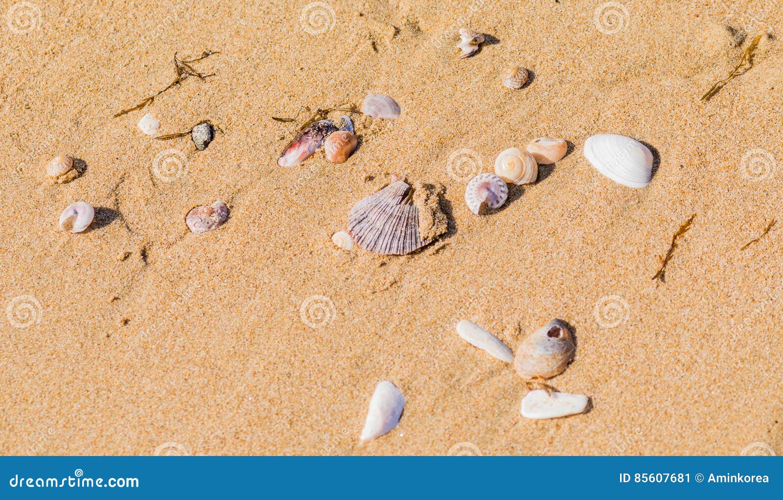 Seashells in Sand on a Beach Stock Image - Image of beige, ocean: 85607681