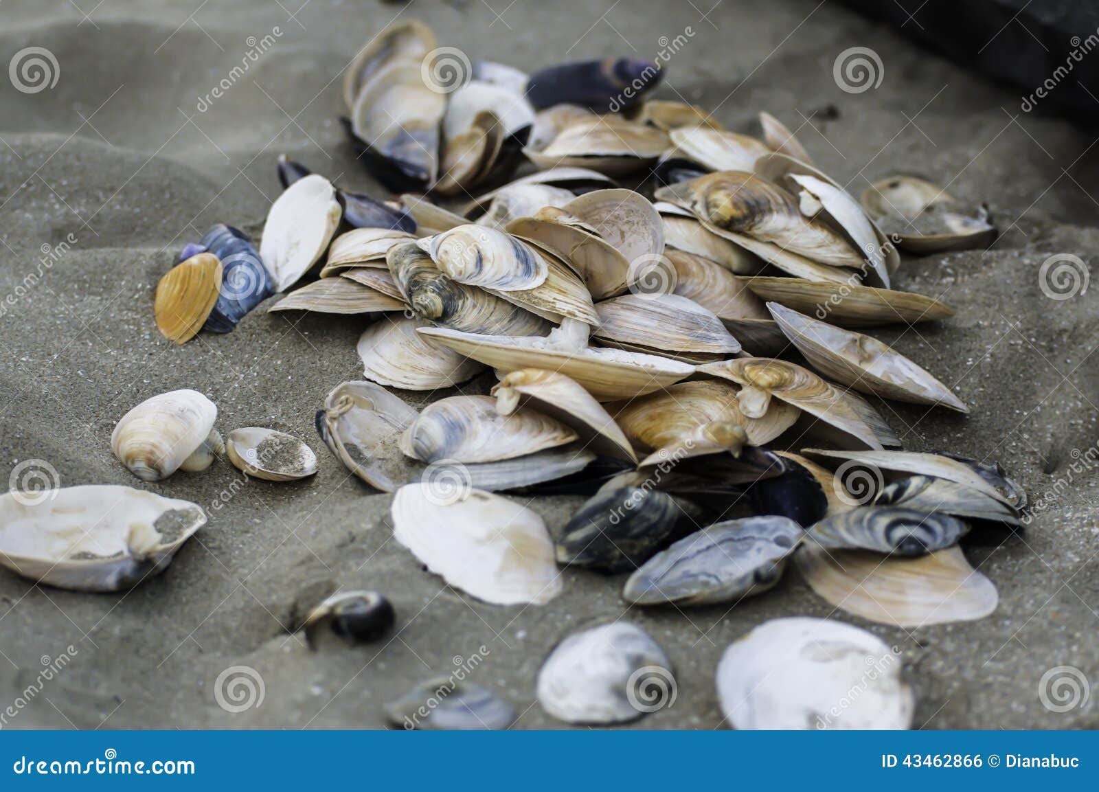 Seashells in sand stock photo. Image of holiday, bright - 43462866
