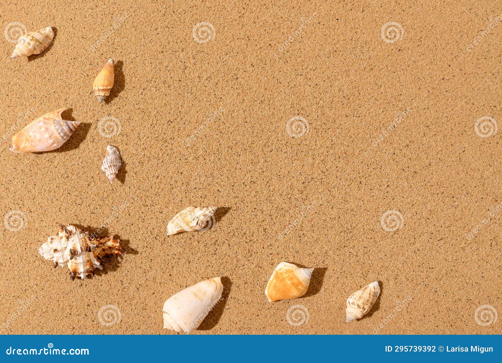 Seashells on the Sand. View from Above. Place for Text. Stock Photo ...