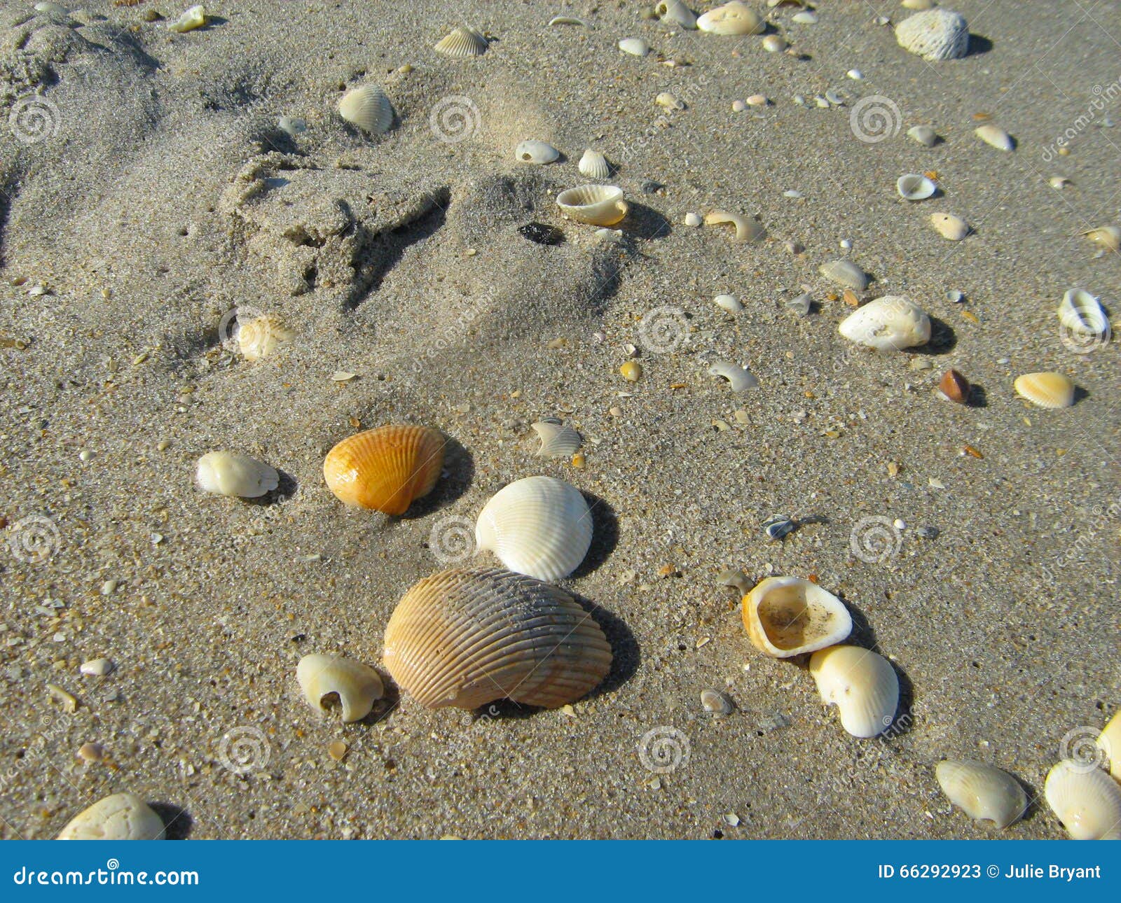 Seashells in Sand stock image. Image of beach, scattered - 66292923