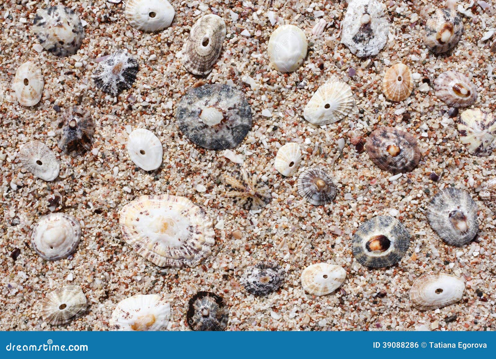 Seashells on the Sand the Sea Shore Stock Photo - Image of background ...