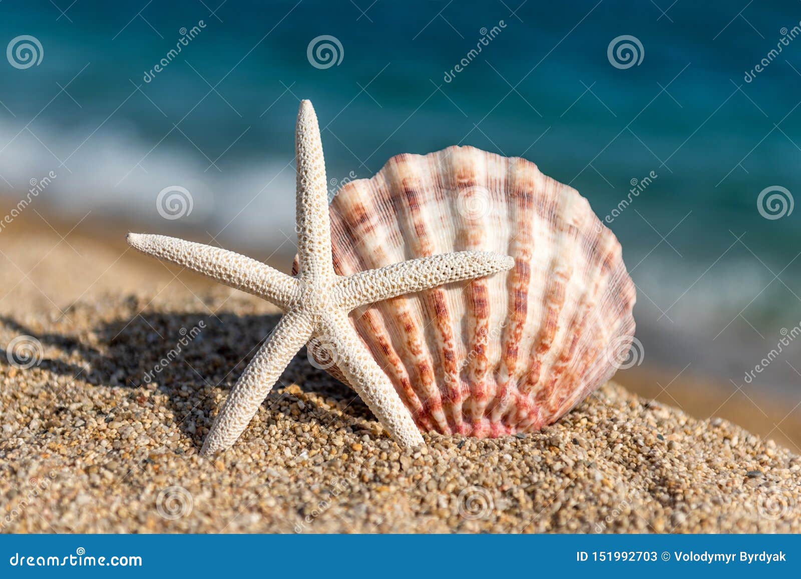 Seashells on the Sand by the Sea on a Sunny Day Stock Image - Image of ...