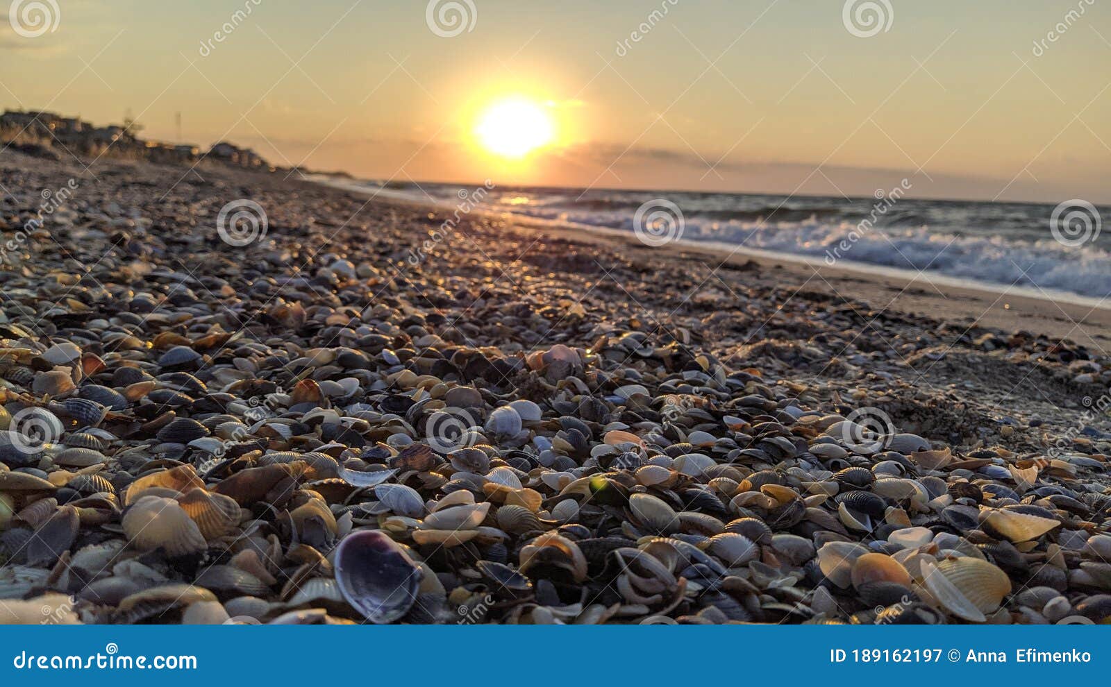 Seashells in the Sand at Sea Stock Image - Image of caribbean, north ...
