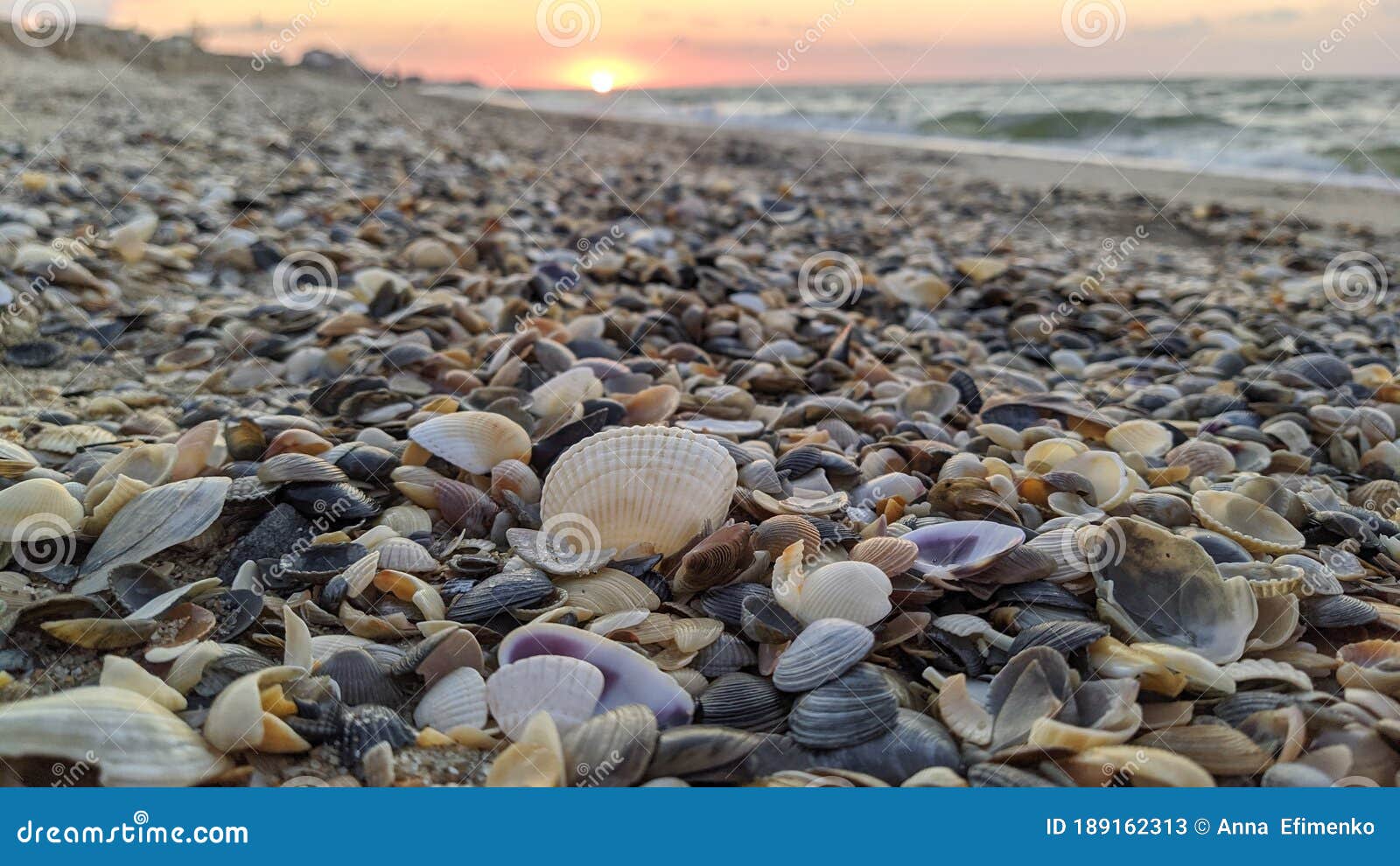 Seashells in the Sand at Sea Stock Image - Image of sand, backgroundn ...