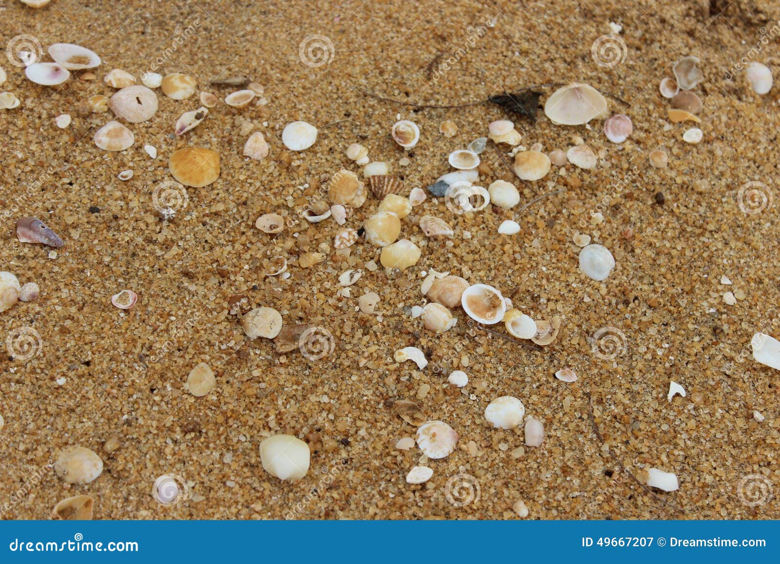 Seashells in the sand stock image. Image of beach, thousands - 49667207