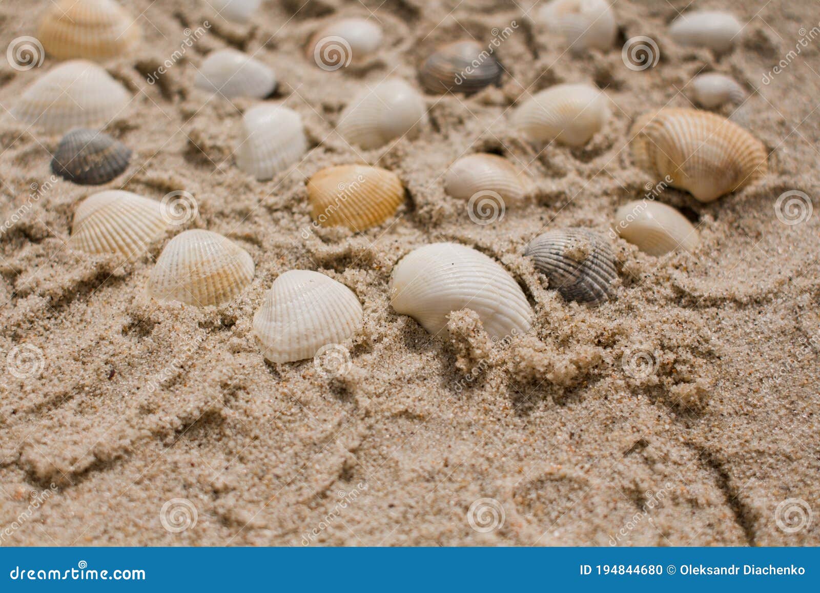 Seashells in the Sand on the Seashore Stock Photo - Image of shell ...