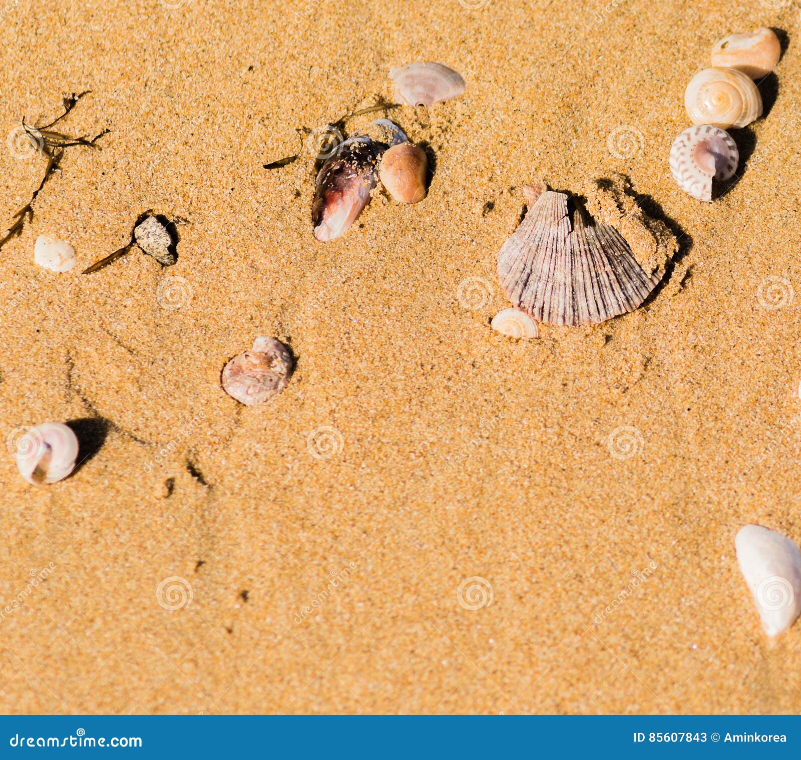 Seashells in the sand stock image. Image of ocean, nature - 85607843