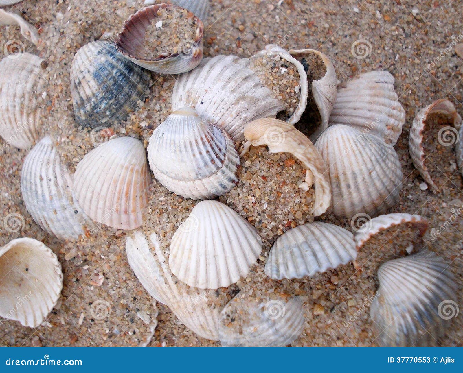 Seashells in the sand stock image. Image of navy, summer - 37770553