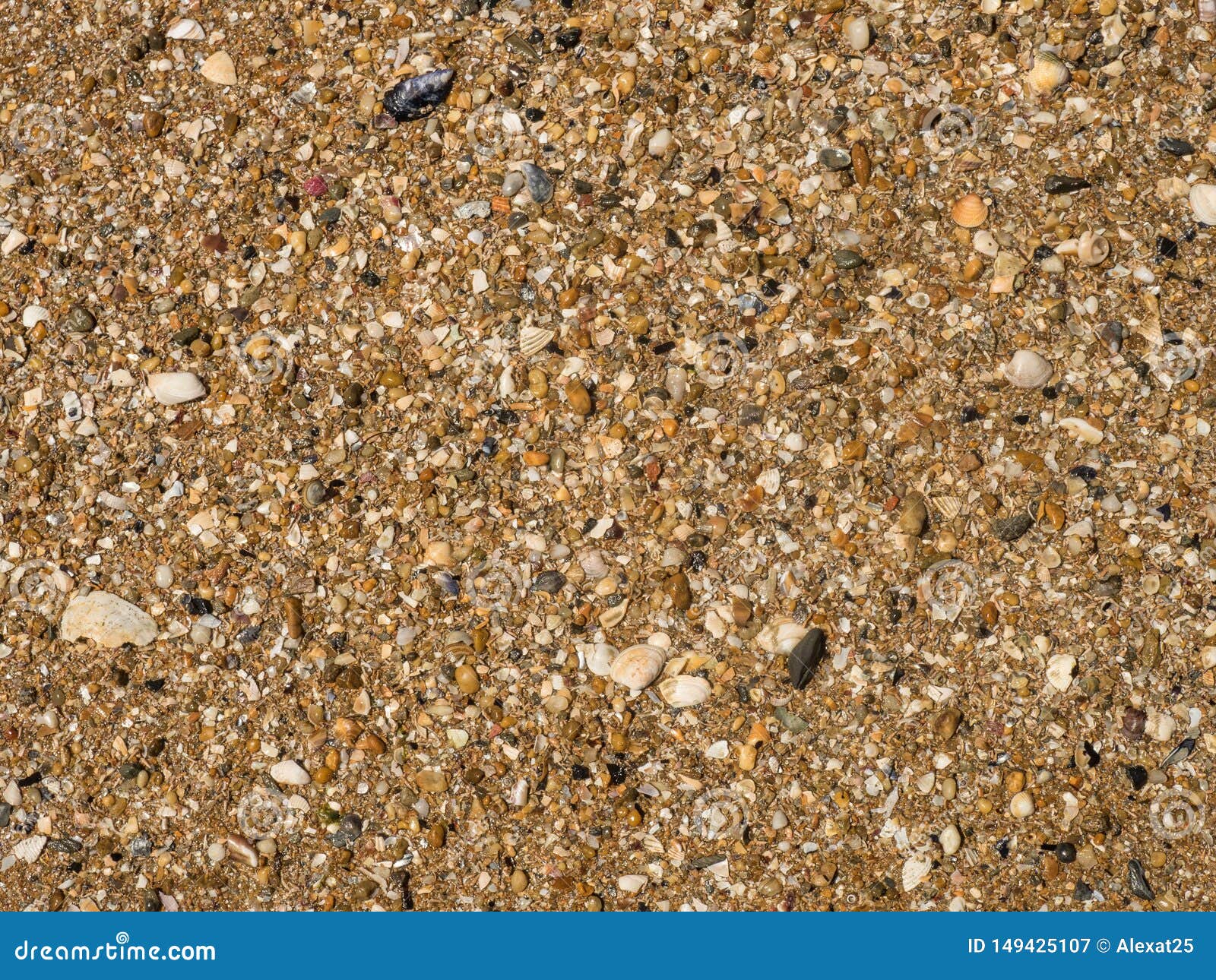 Seashells sand texture stock image. Image of shell, stone - 149425107