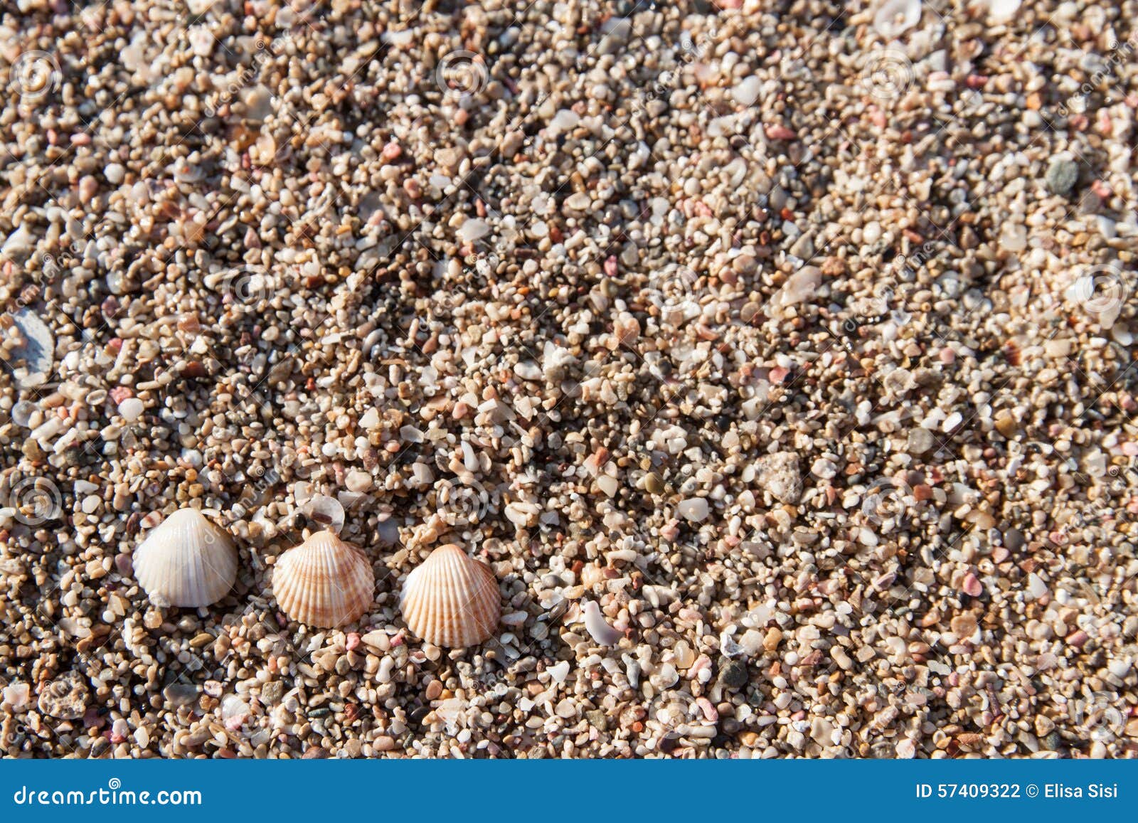 Seashells on sand stock photo. Image of sand, decoration - 57409322