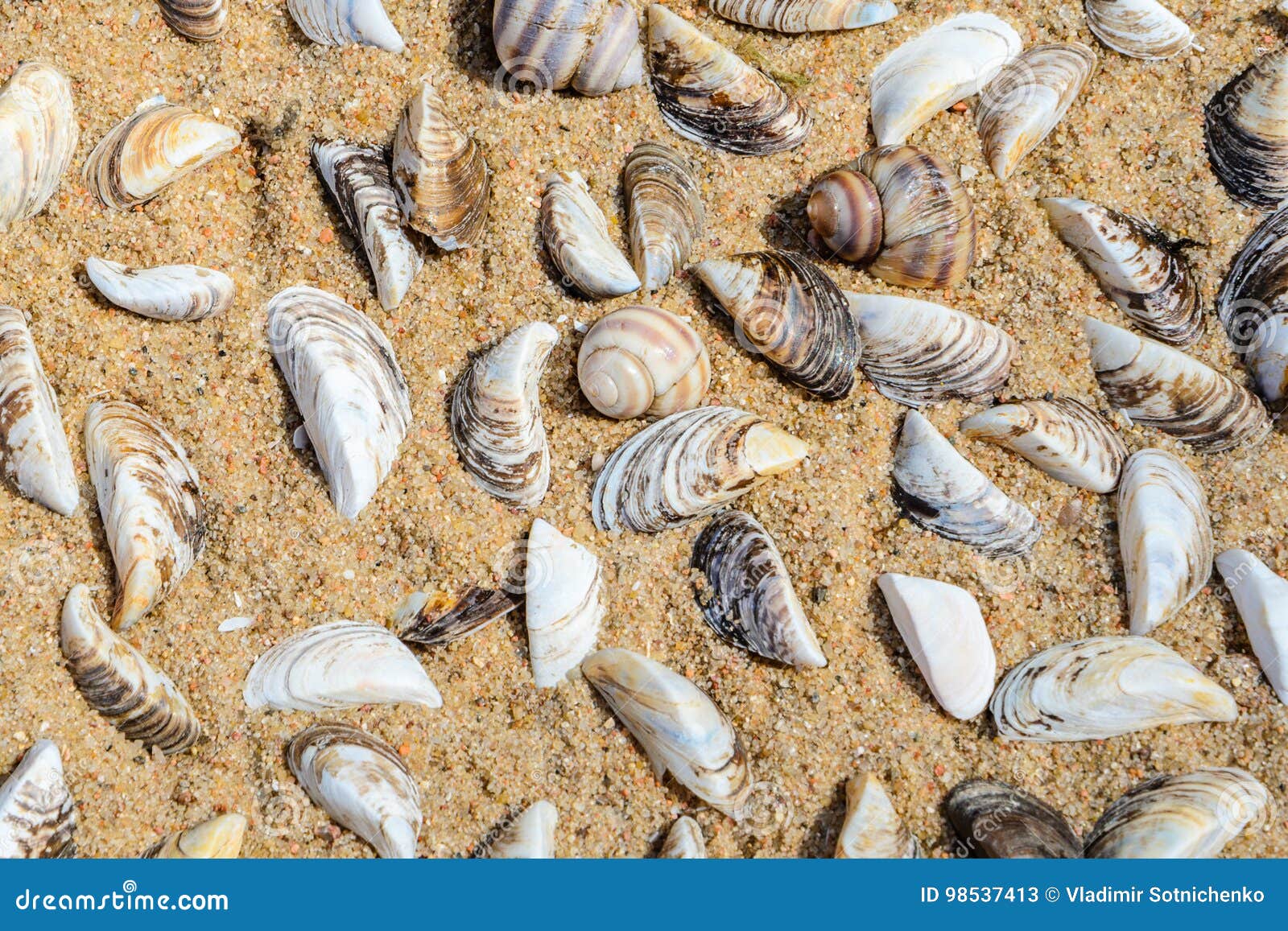 Seashells on the Sand Top View Stock Image - Image of dream, nautilus ...