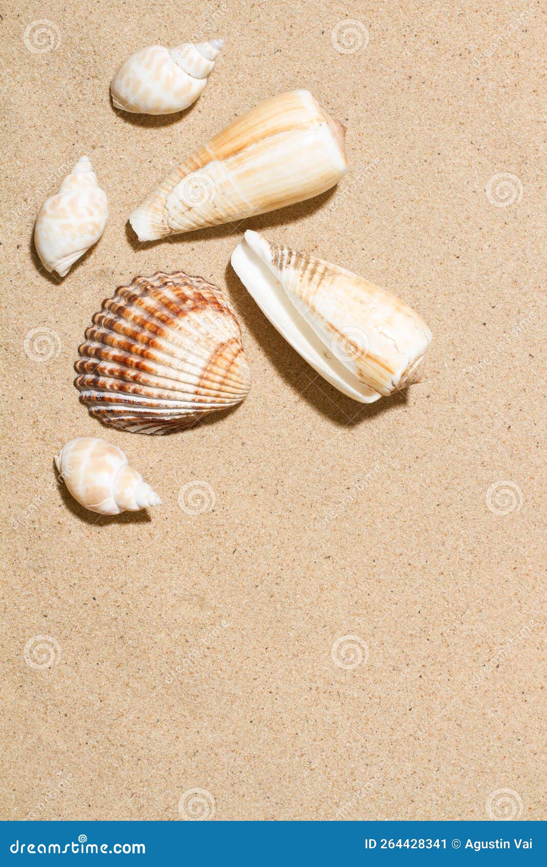 Seashells on the Sand in a Top View Stock Image - Image of copy ...