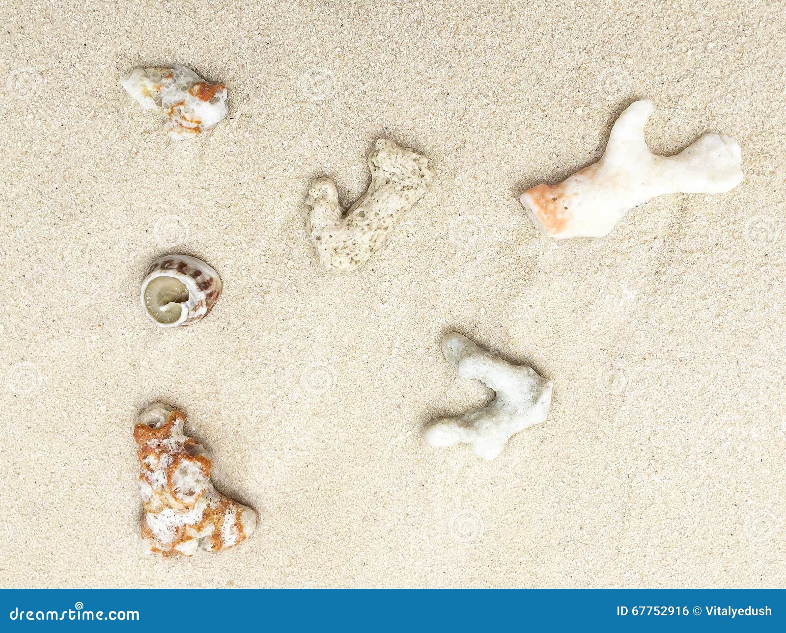 Seashells on the Sand in a Tropical Island Stock Photo - Image of ...