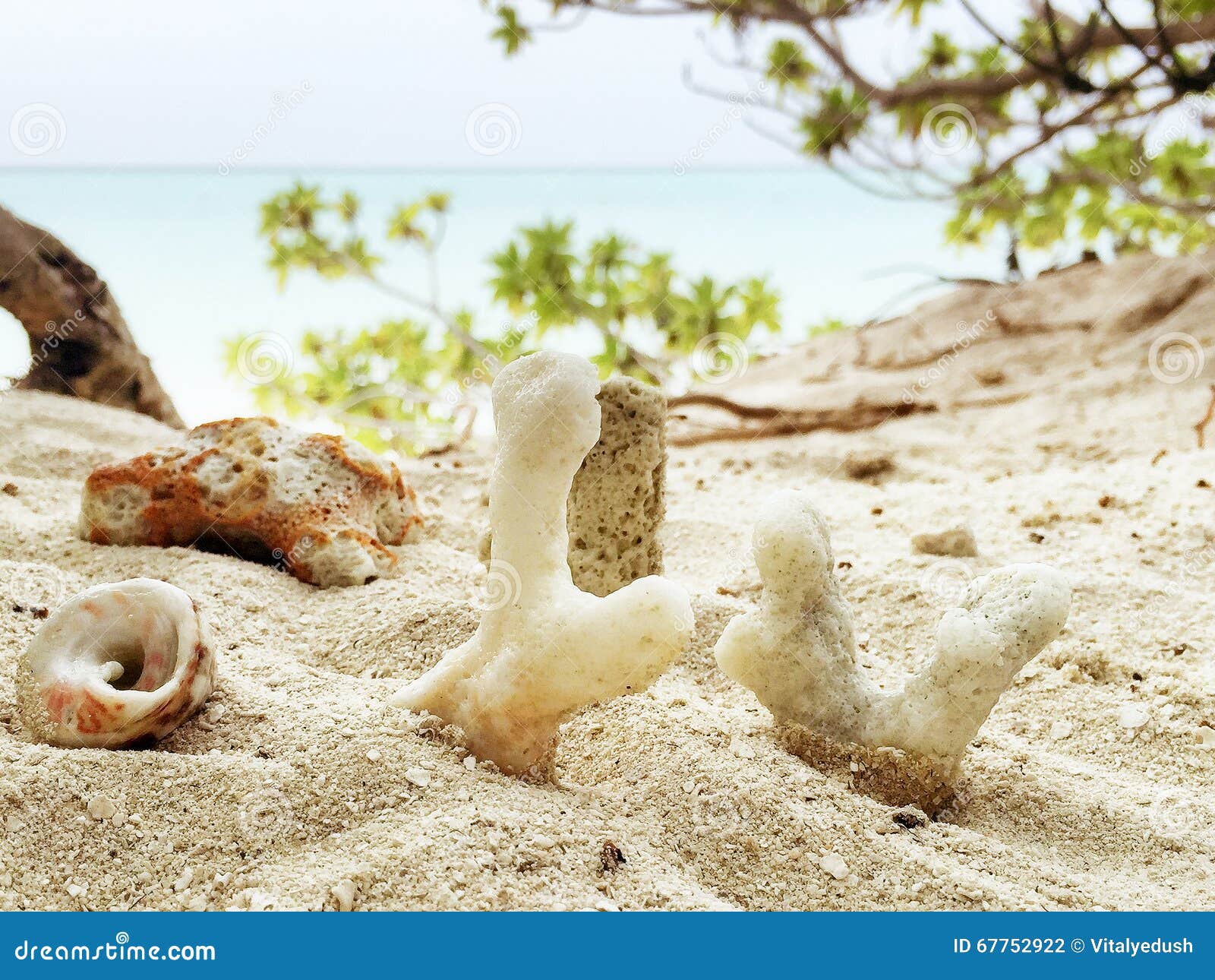 Seashells on the Sand in a Tropical Island Stock Photo - Image of ...