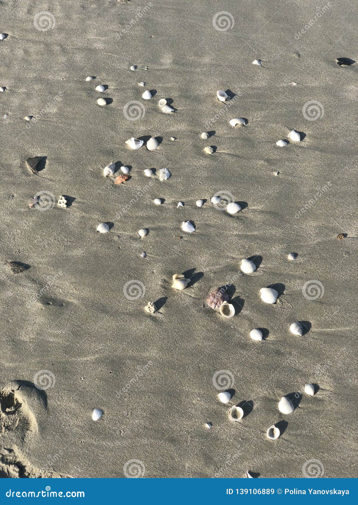 Seashells on the Sand after a Wave Stock Image - Image of beach ...