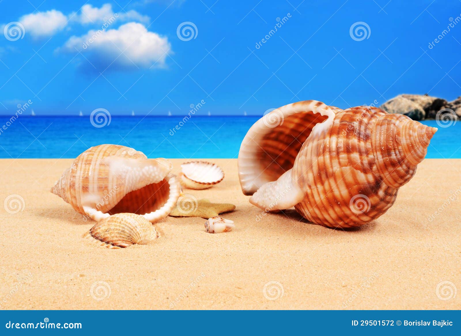 Seashells on the Sandy Beach Stock Photo - Image of shape, coastline ...