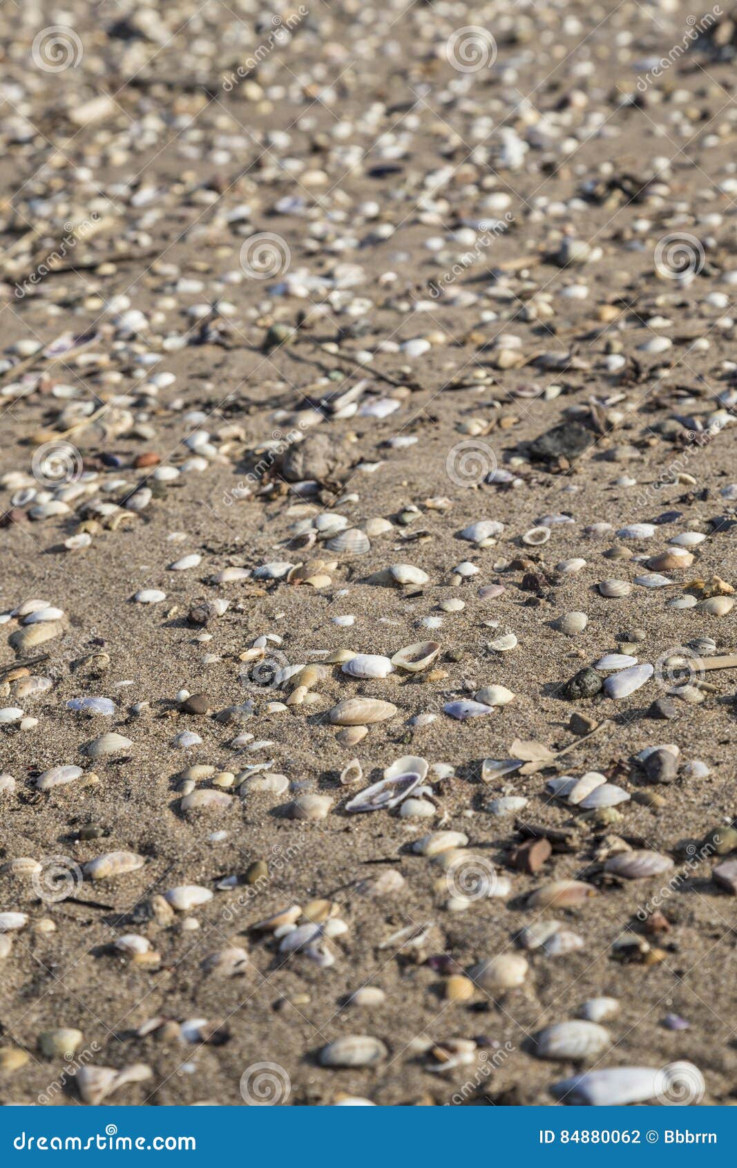 Seashells on sandy beach stock photo. Image of ocean - 84880062
