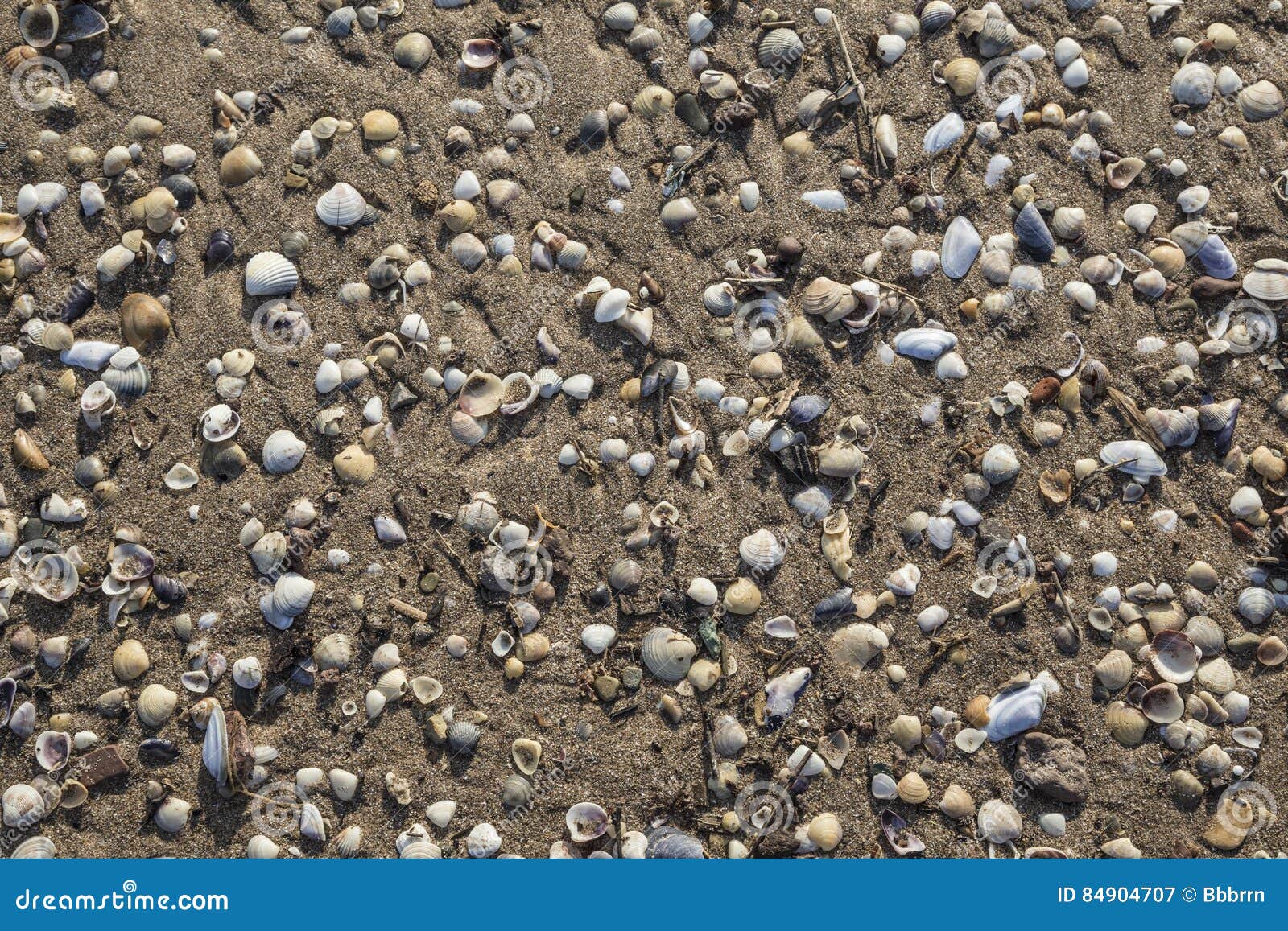 Seashells on sandy beach stock image. Image of seaside - 84904707
