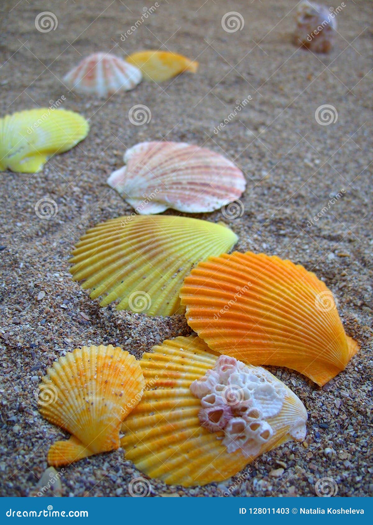Seashells on a sandy beach stock image. Image of horseradish - 128011403