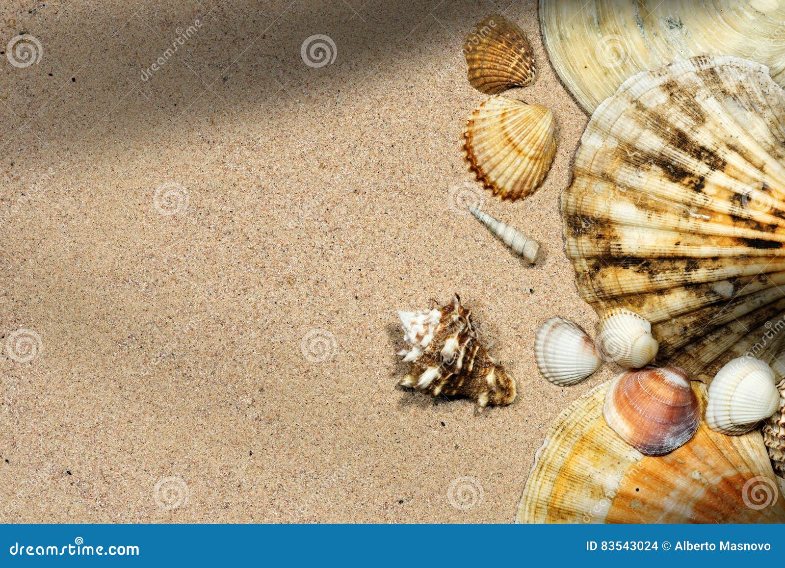Seashells on a Sandy Beach stock photo. Image of group - 83543024