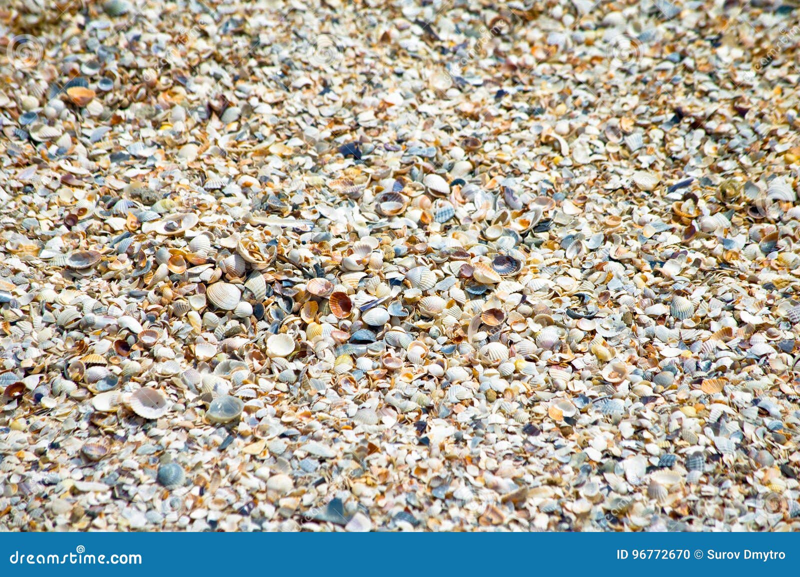 Seashells on a Sandy Beach in Details Stock Photo - Image of sandy ...