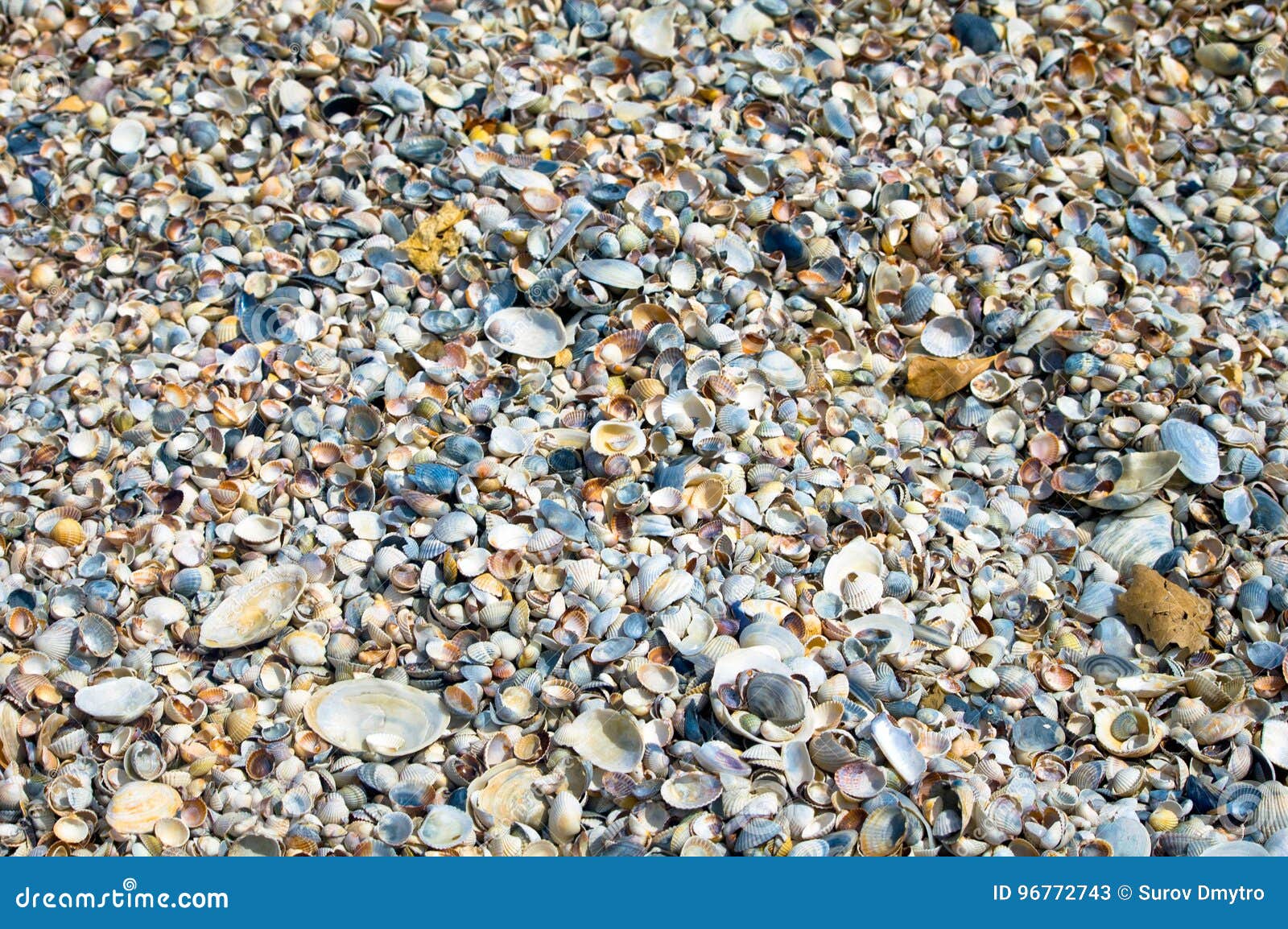 Seashells on a Sandy Beach in Details Stock Image - Image of marine ...
