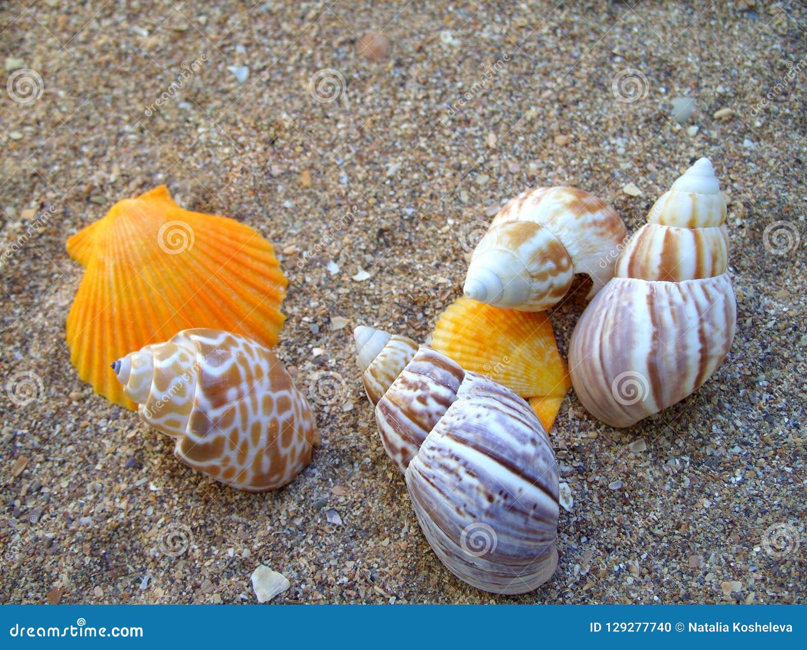 Seashells on a sandy beach stock photo. Image of summer - 129277740