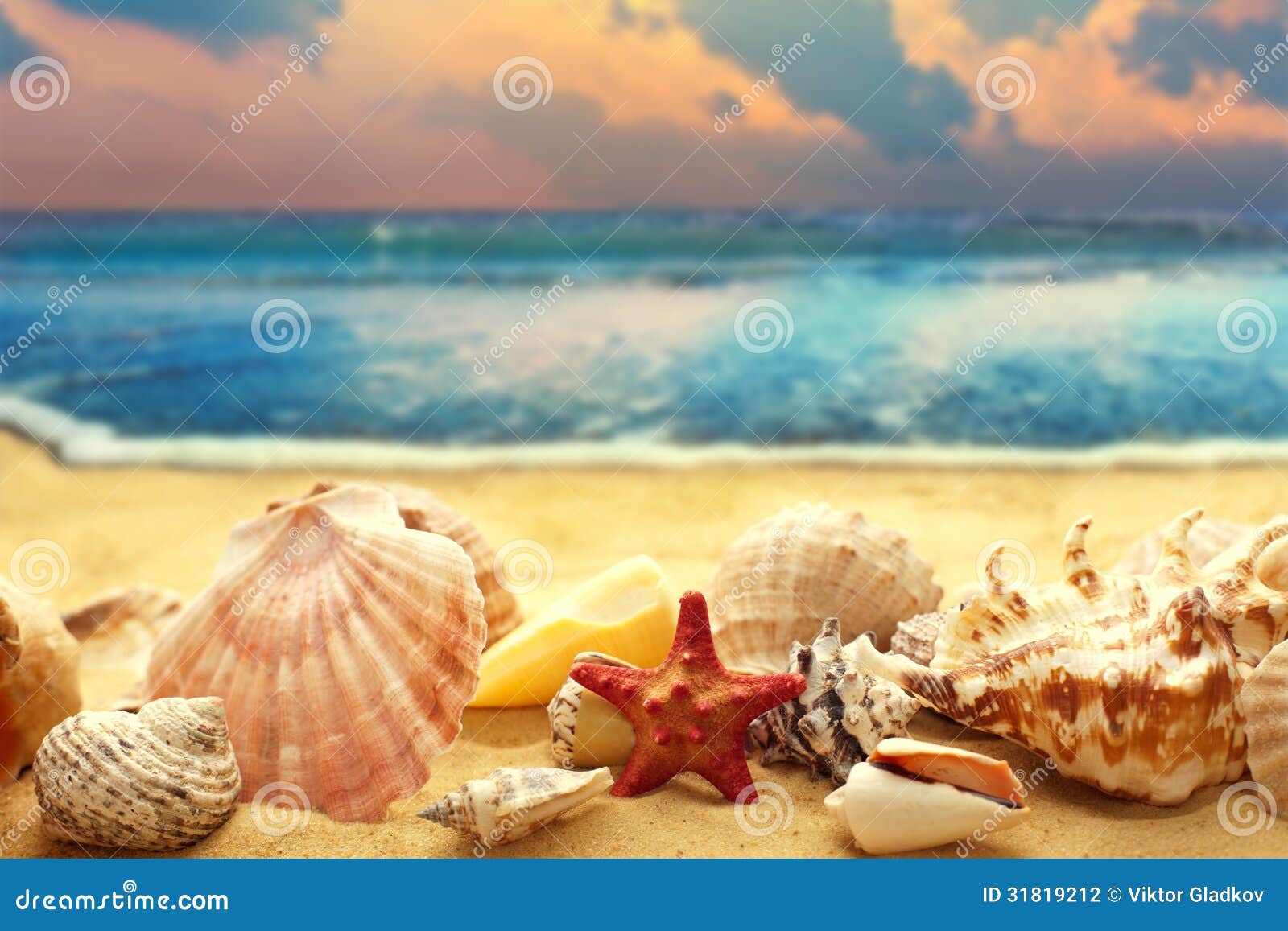 Seashells on the Sandy Beach Stock Photo - Image of mollusk, closeup ...