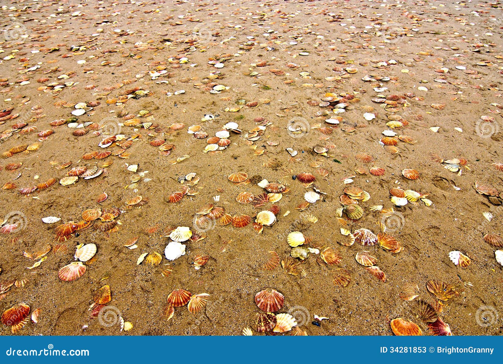 Seashells on sandy beach stock image. Image of shells - 34281853