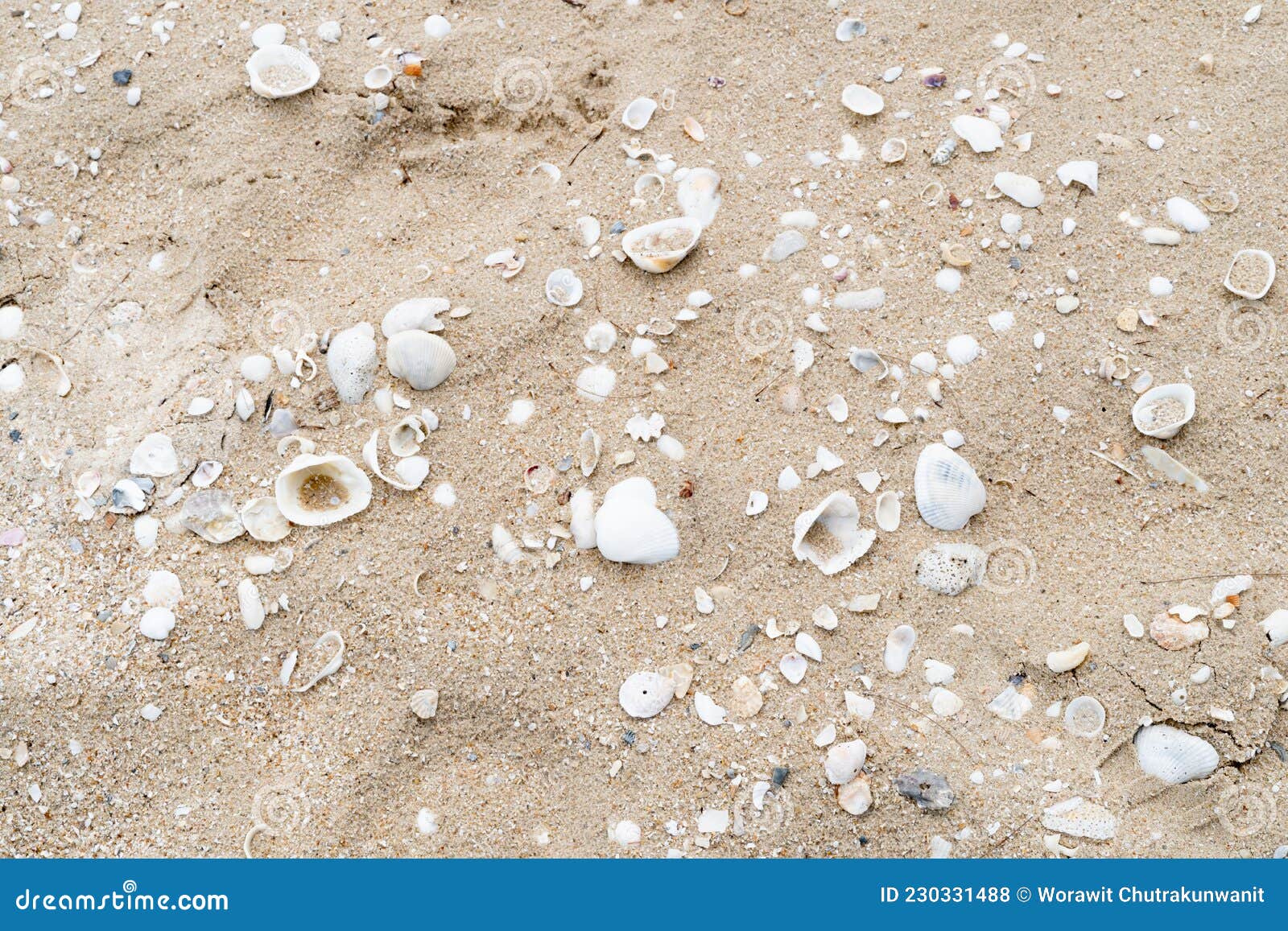 Seashells on the Sandy Beach of the Sea Stock Photo - Image of ...