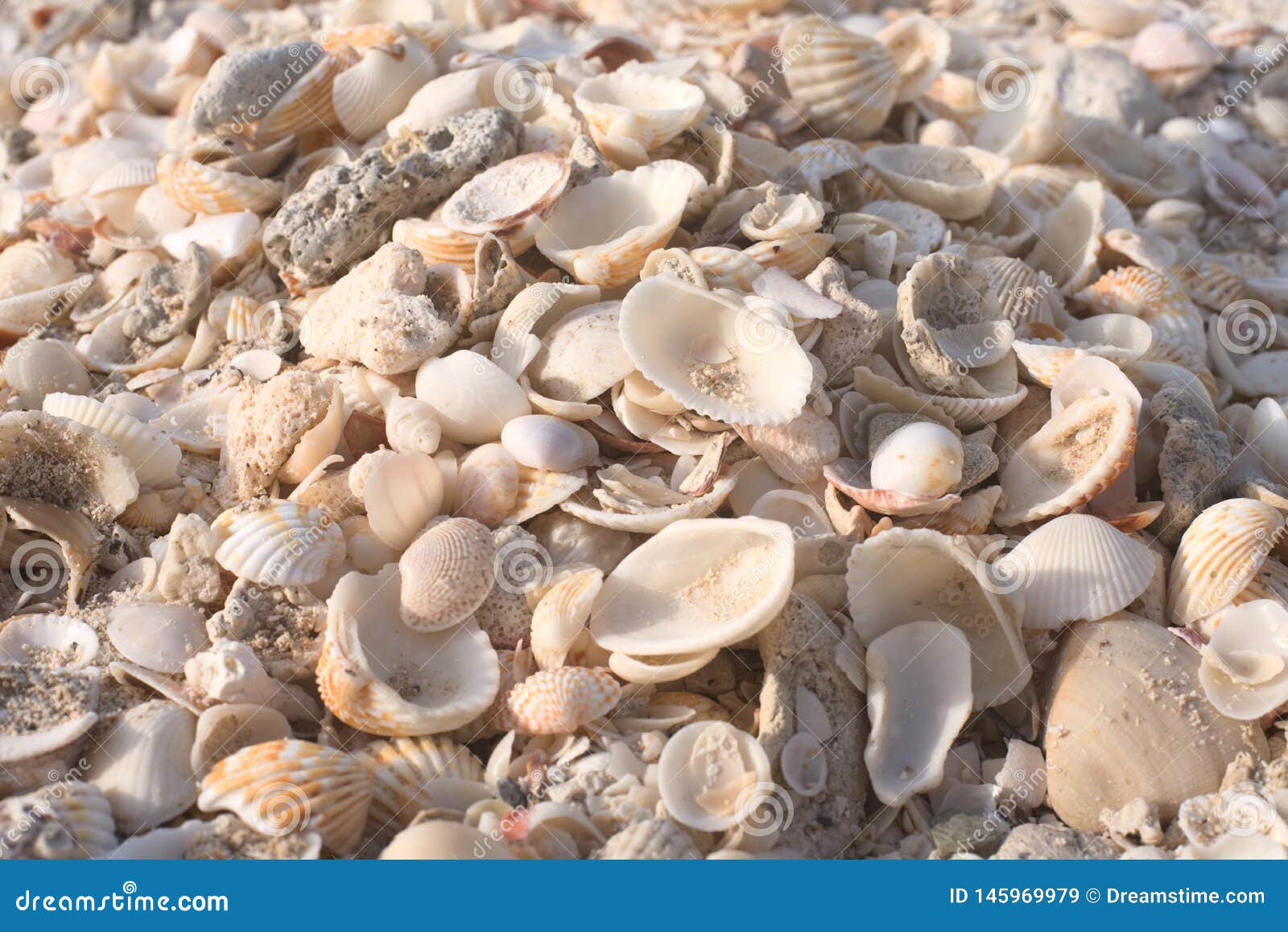 Seashells on a Sandy Ocean Beach Stock Image - Image of colorful, sunny ...