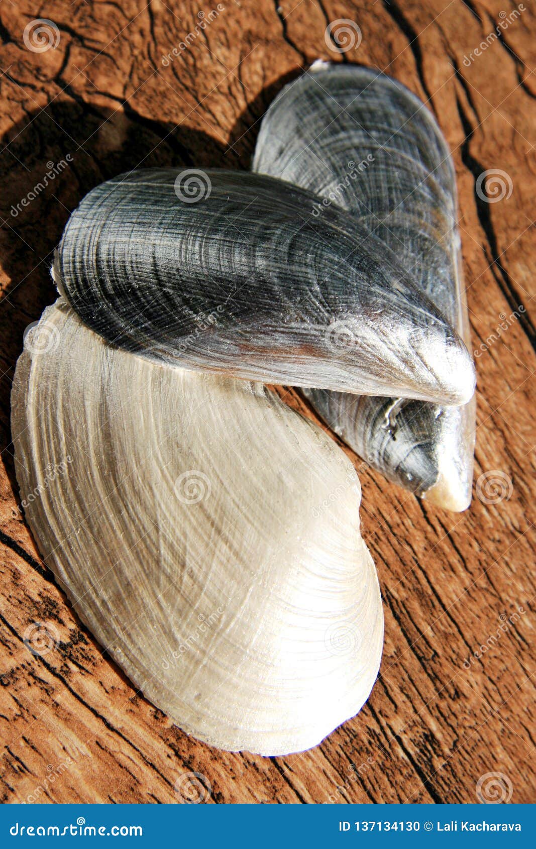 Seashells stock photo. Image of pink, motherpearl, shells - 137134130