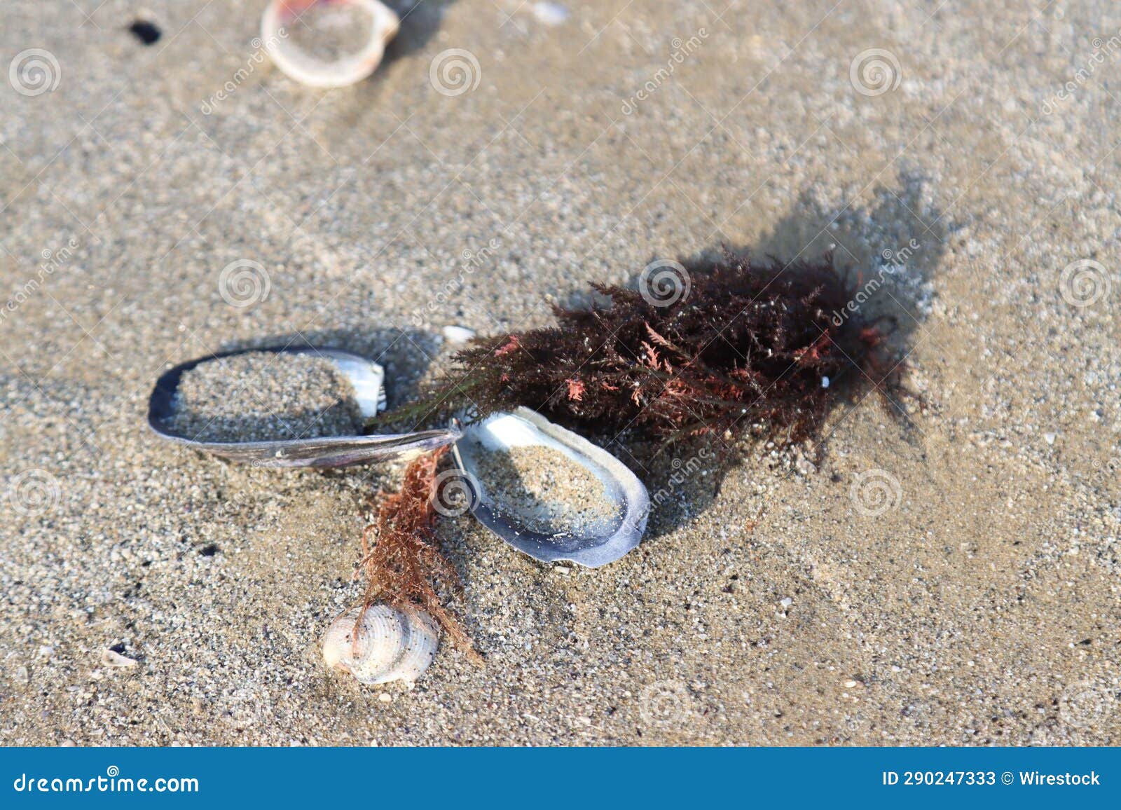 Seashells Scattered Around the Sandy Shore of a Beach Stock Image ...
