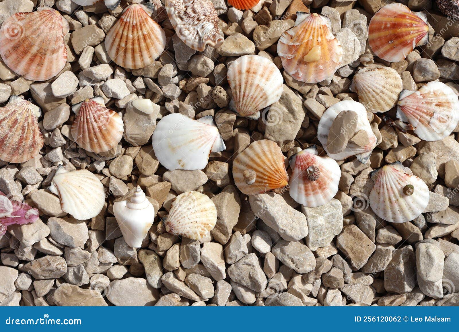 Seashells are Scattered on the Rocky Beach Stock Photo - Image of ...