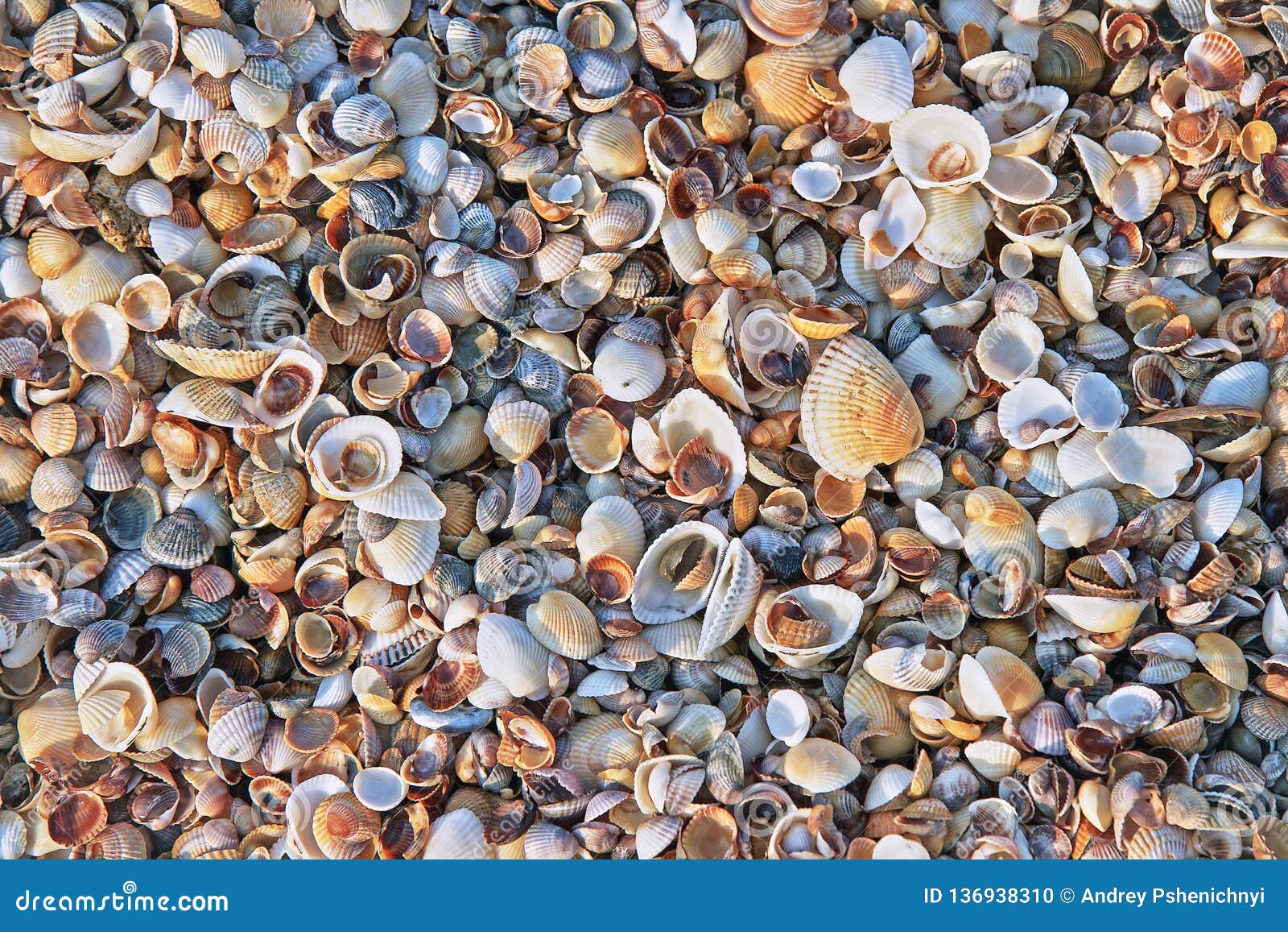 Seashells on the sea coast stock photo. Image of bright - 136938310