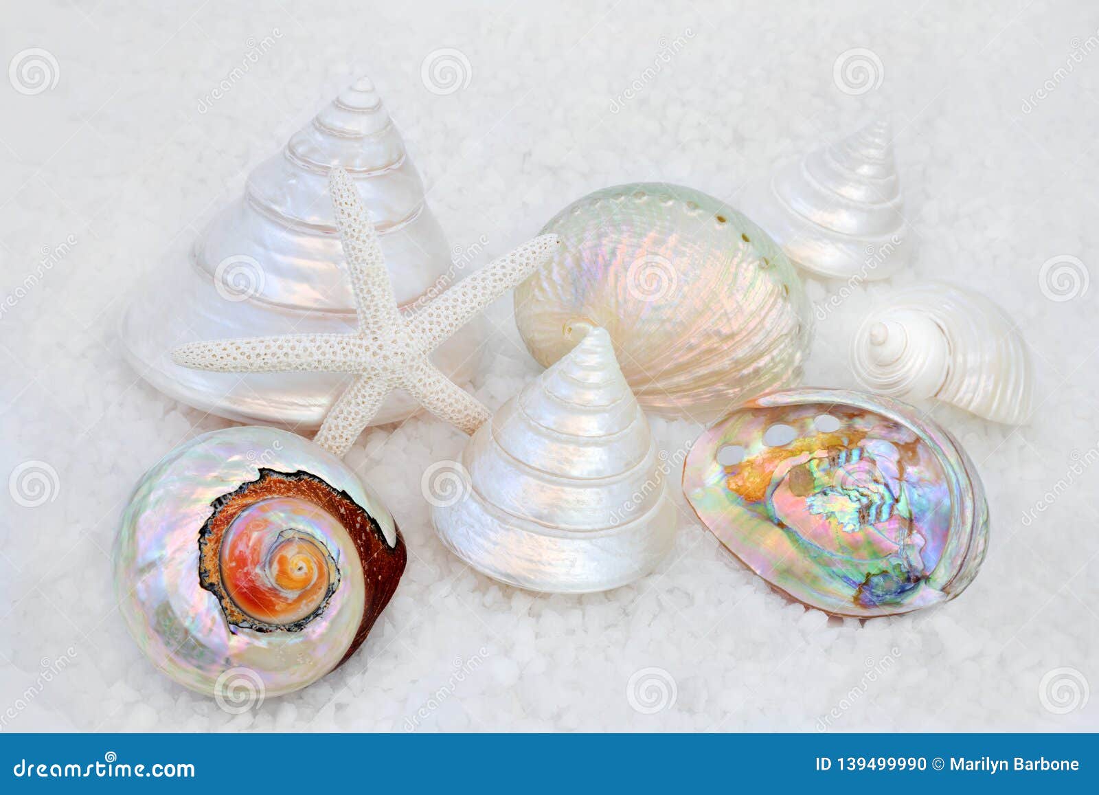 Seashells on Sea Salt stock photo. Image of collection - 139499990