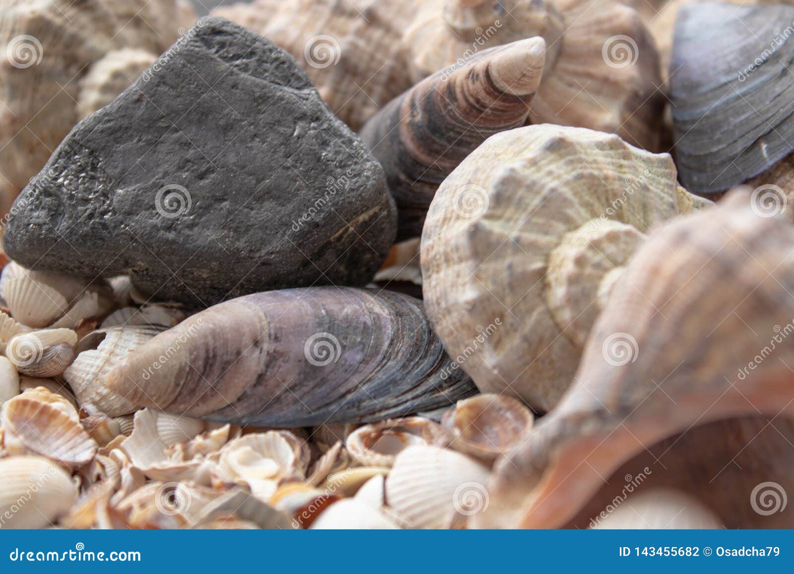 Seashells, Sea Shells - Textures or Backgrounds - Various Pebbles ...