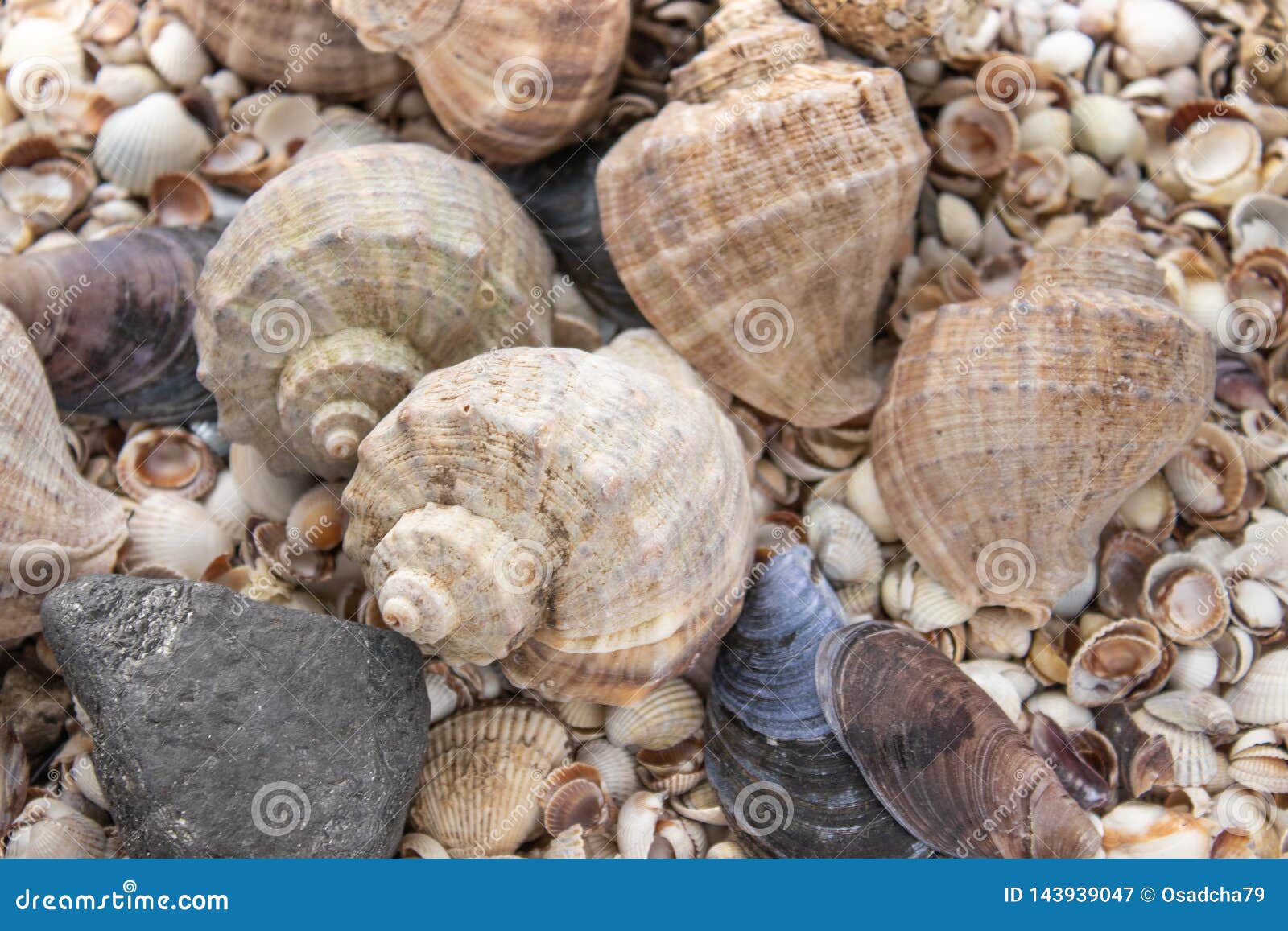 Seashells, Sea Shells - Textures or Backgrounds - Various Pebbles ...