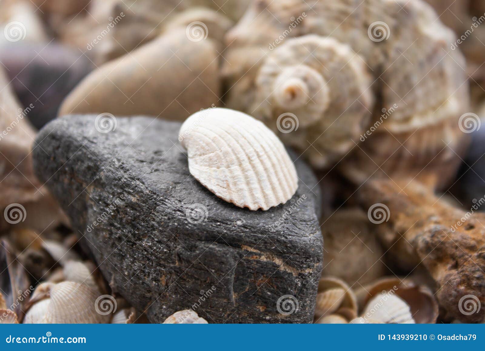 Seashells, Sea Shells - Textures or Backgrounds - Various Pebbles ...