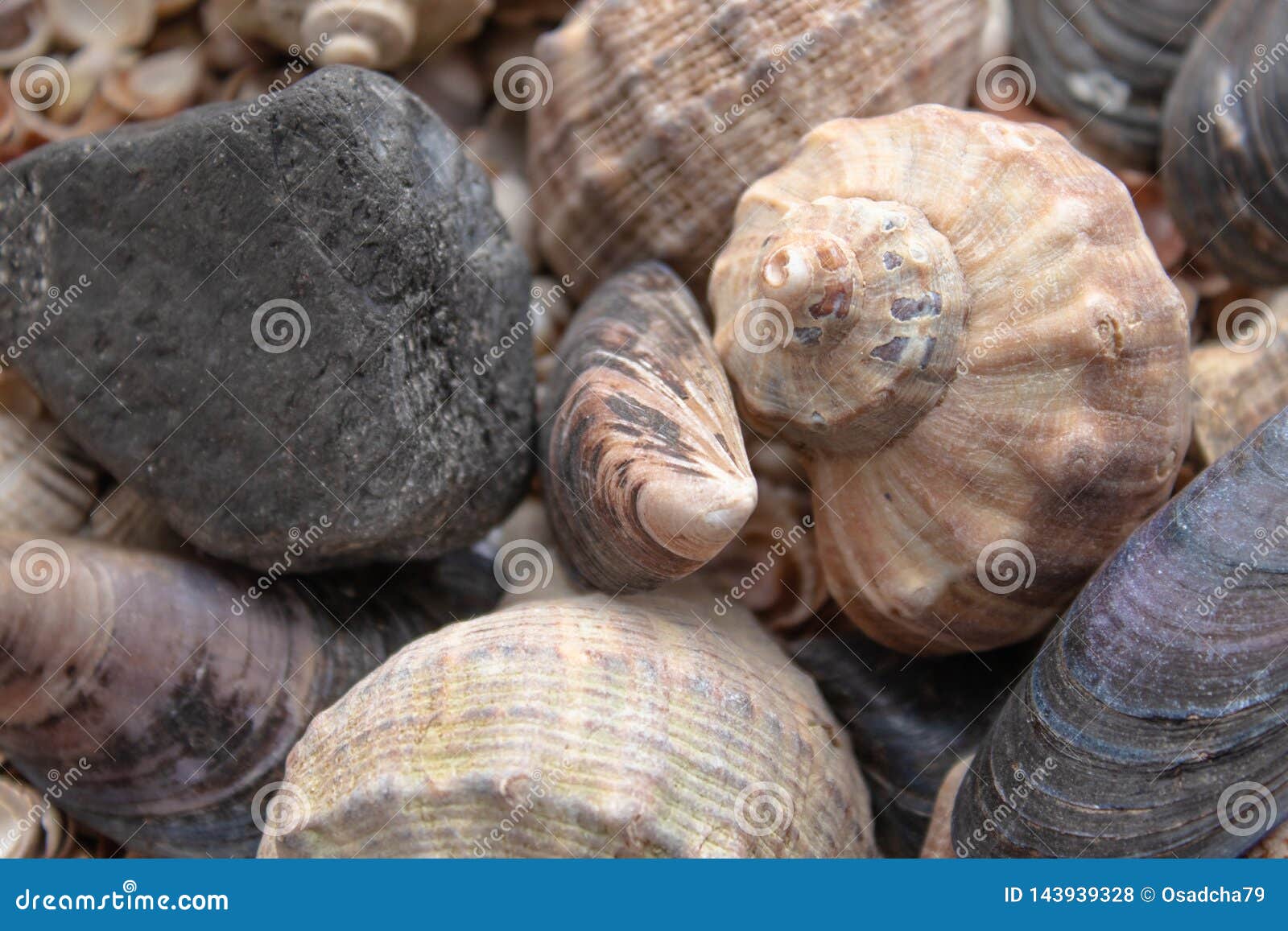 Seashells, Sea Shells - Textures or Backgrounds - Various Pebbles ...